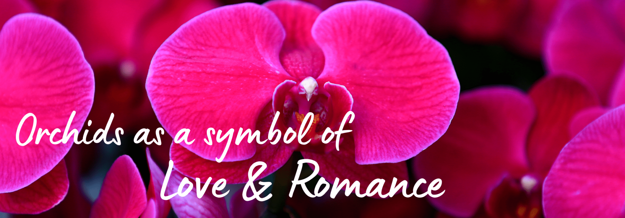 Orchids As a Symbol of Love And Romance | Viva Orchids