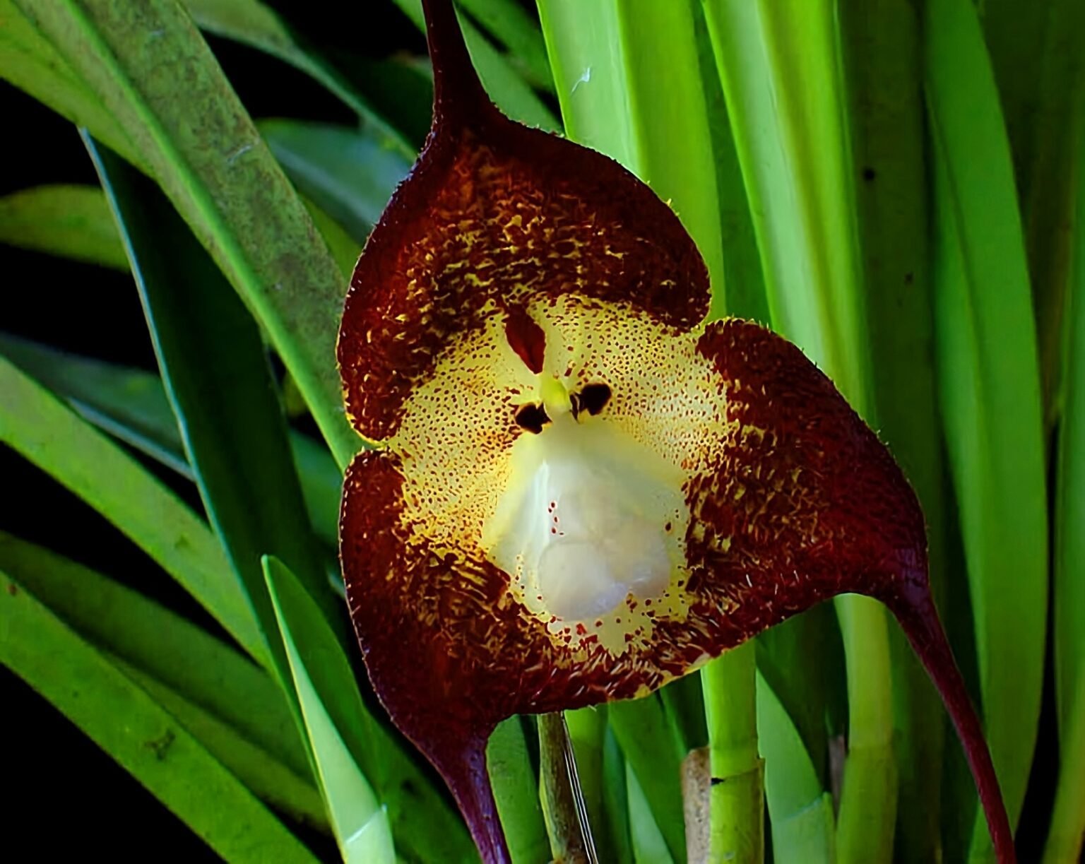 Monkey Face Orchids are the Funniest Flowers in the World