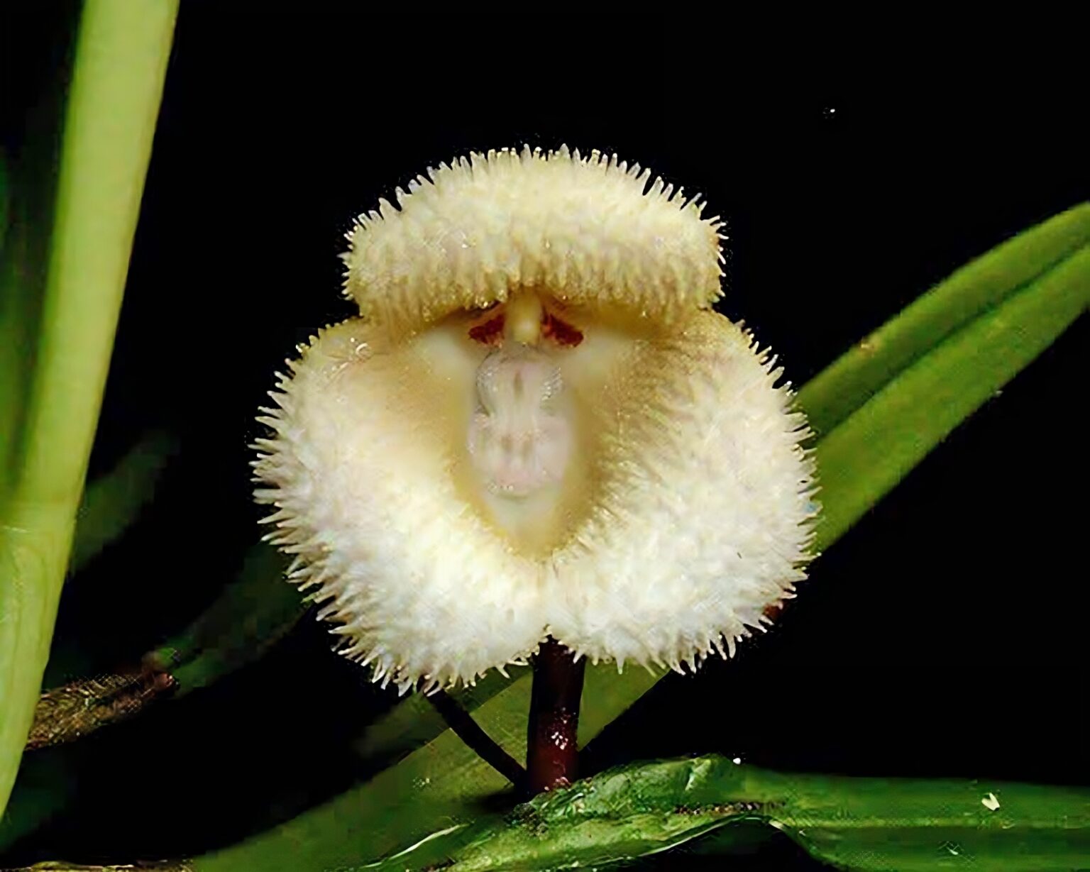 Monkey Face Orchids are the Funniest Flowers in the World