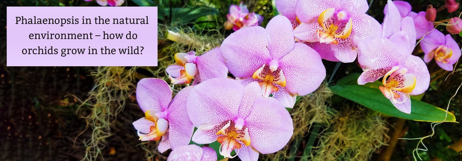 Orchids By Name Archives - Viva Orchids of Boca Raton