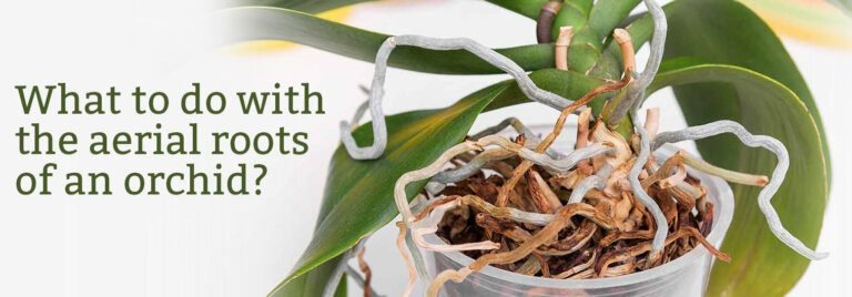 What to do with the aerial roots of an orchid? | Viva Orchids