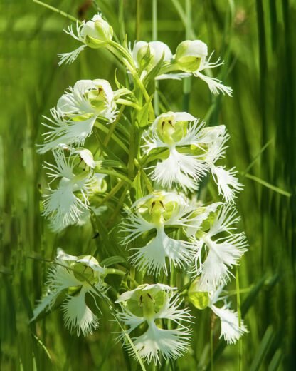 The Fascinating World of Wild Orchids: Adaptations and Habitats