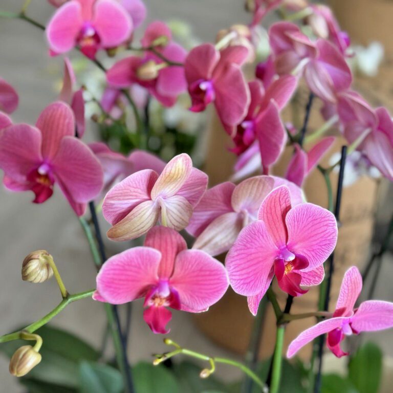 The Enchanting Beauty of Pink Orchids: Stunning Arrangements from ...