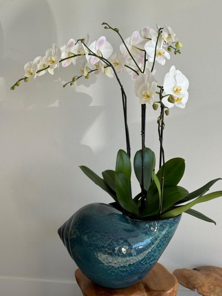 The Best Orchids and Colors for Anniversaries: Love in Bloom