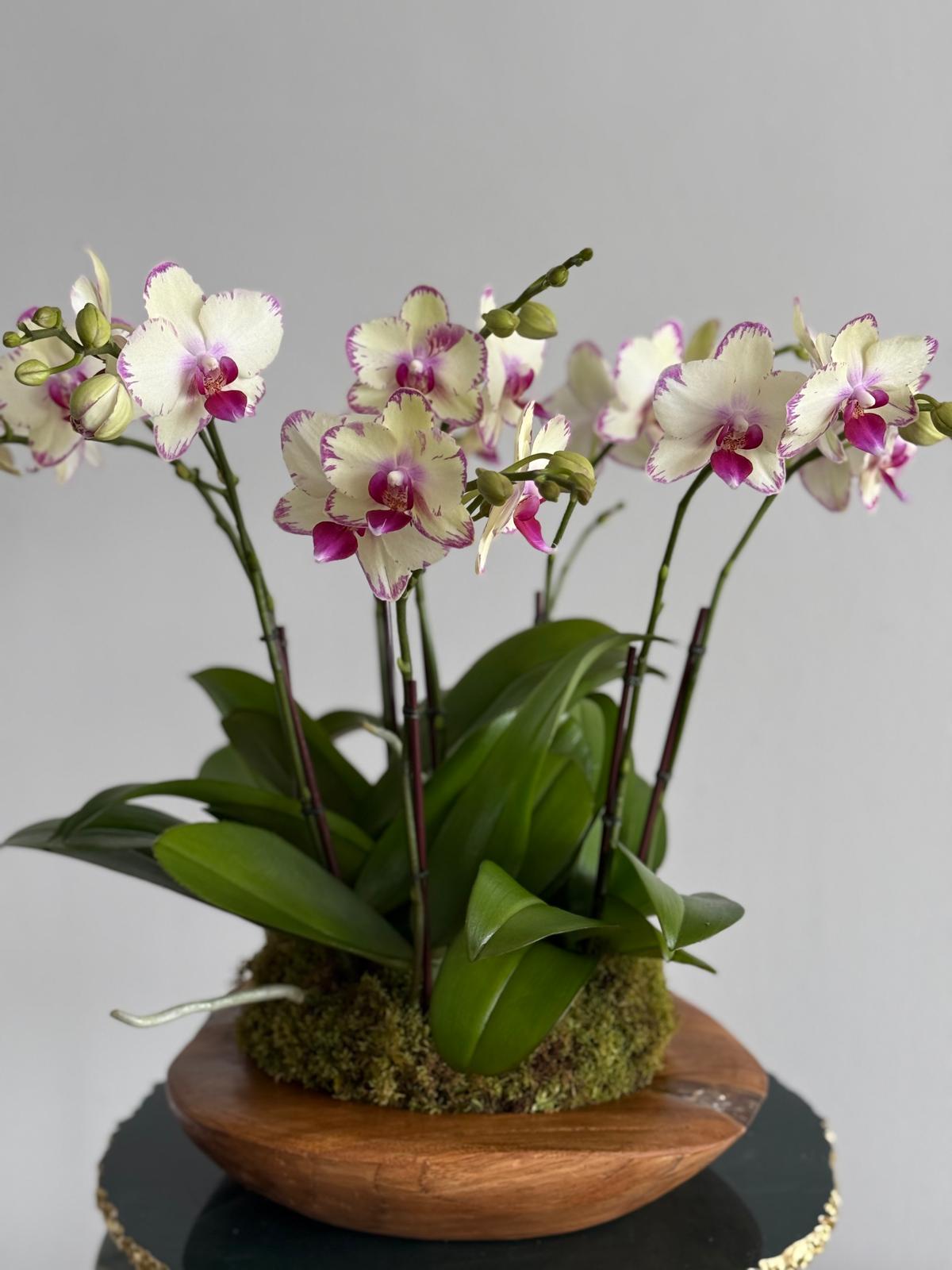 Orchid Light Requirements: Do Orchids Need Direct Sunlight?